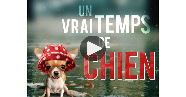 Ma carte - Un vrai temps de chien